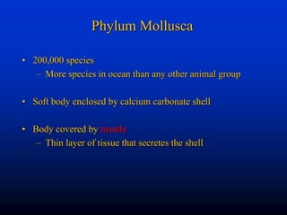 7 - Molluscs.pptx