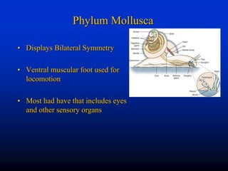 7 - Molluscs.pptx