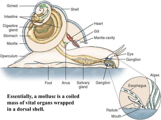 7 - Molluscs.pptx