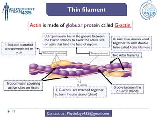 7-Muscle contraction.pdf anatomy and physiology | PDF
