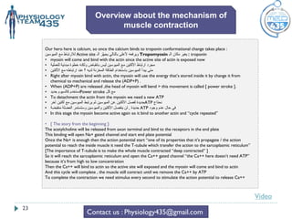 7-Muscle contraction.pdf anatomy and physiology | PDF