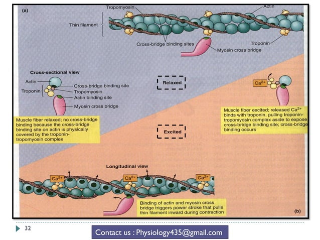 7-Muscle contraction.pdf anatomy and physiology | PDF