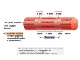 7-Muscle contraction.pdf anatomy and physiology | PPT