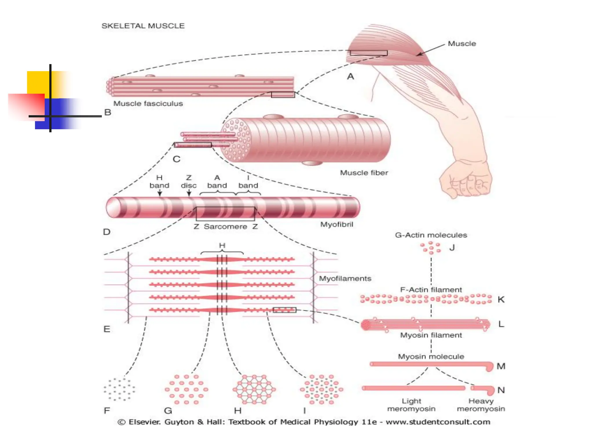 7-Muscle Contraction and cell made muscle .pdf