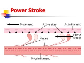 7-Muscle Contraction and cell made muscle .pdf