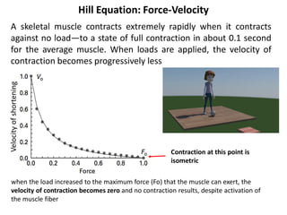 7 muscular-force (1) | PDF