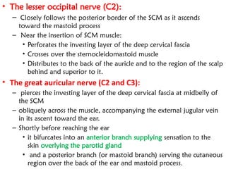 Introduction to the Neck Anatomy in detail .pptx