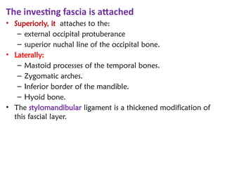 Introduction to the Neck Anatomy in detail .pptx