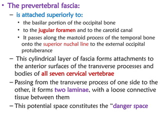 Introduction to the Neck Anatomy in detail .pptx