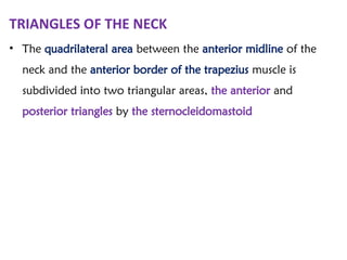 Introduction to the Neck Anatomy in detail .pptx