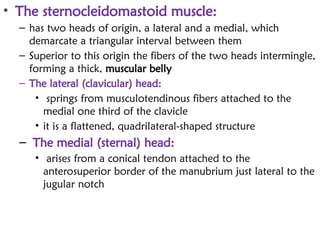 Introduction to the Neck Anatomy in detail .pptx
