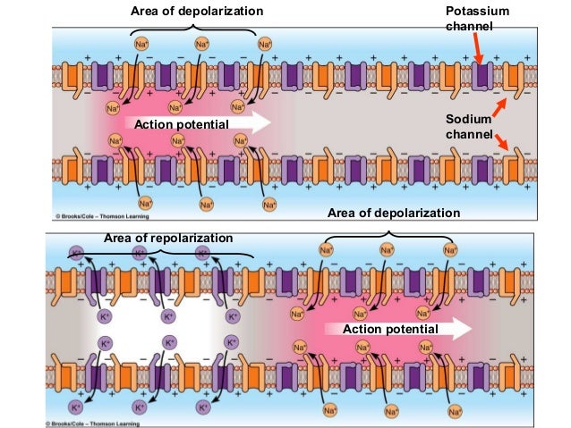 Neuron Depolarization Membrane and Action Potential