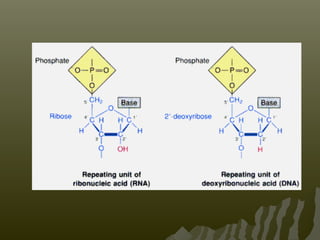 7. nukleotida dan asam nukleat | PPT