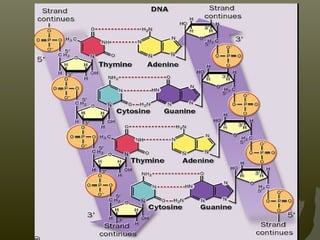 7. nukleotida dan asam nukleat | PPT