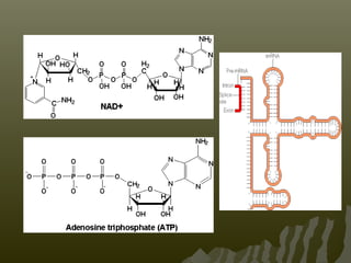 7. nukleotida dan asam nukleat | PPT