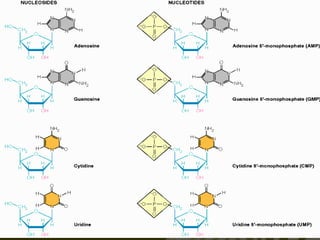 7. nukleotida dan asam nukleat | PPT