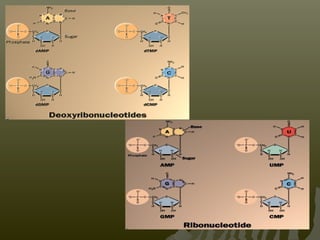 7. nukleotida dan asam nukleat | PPT
