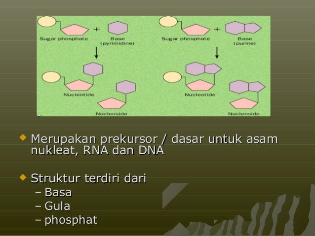 7. nukleotida dan asam nukleat