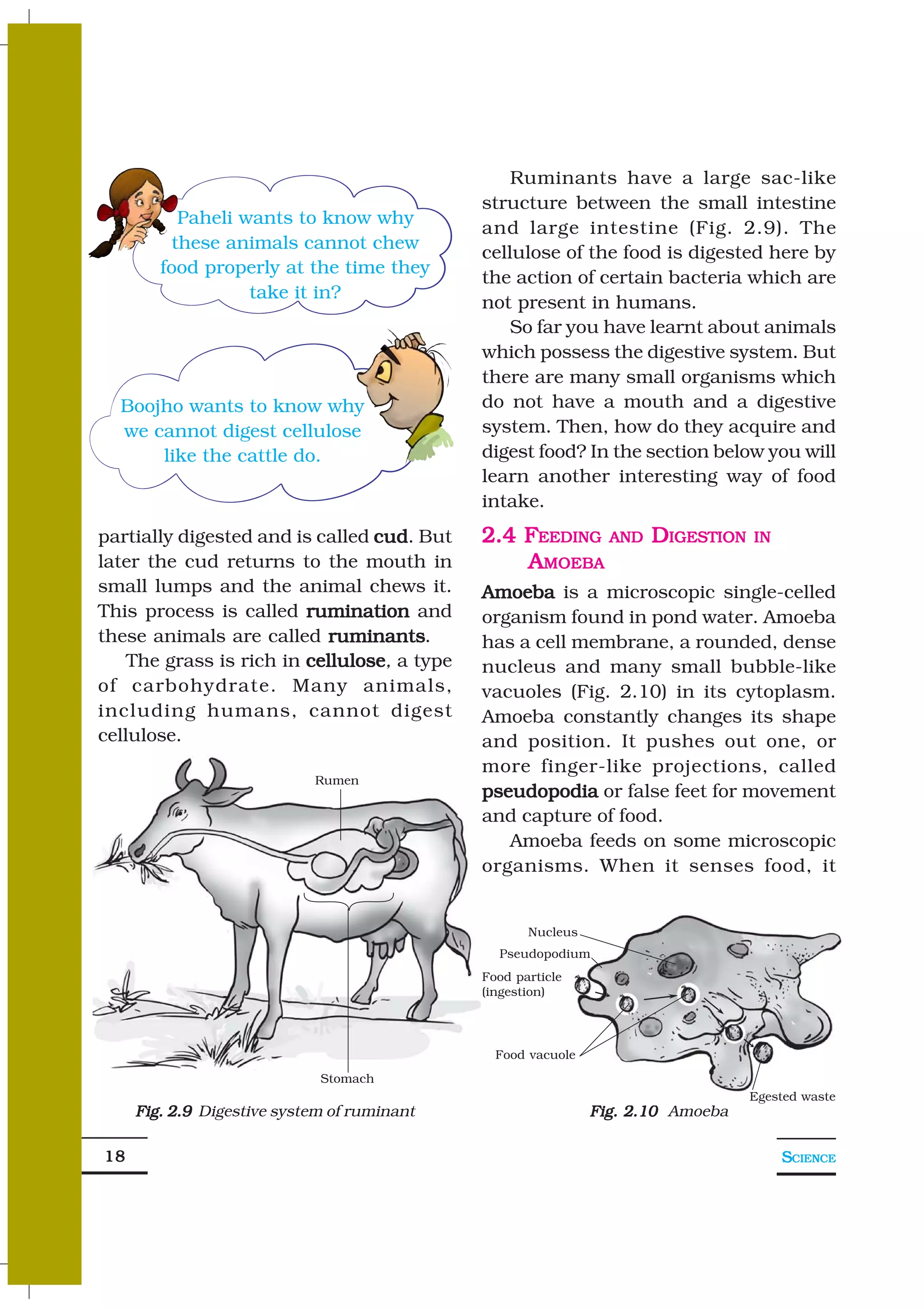 7 nutrition in animals | PDF