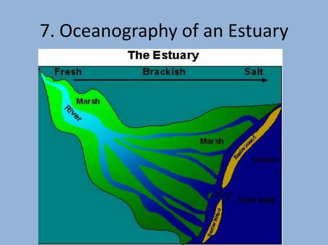 7. oceanography of an estuary | PPT