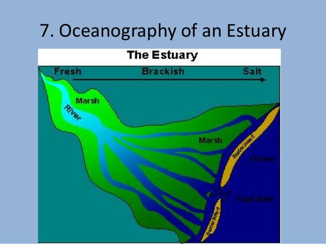 River Estuary Diagram