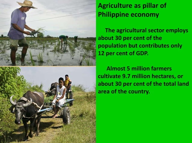 Philippine Agriculture | PPTX | Agriculture | Industries