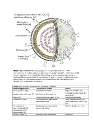 Estructura De Paramixovirus