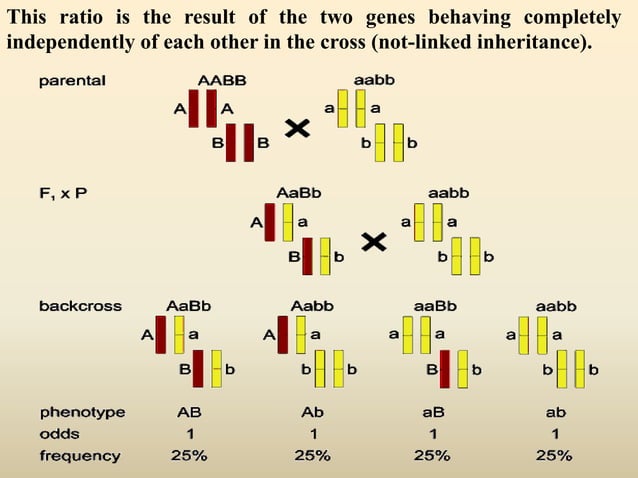 7. Patterns of Inheritance | PPT