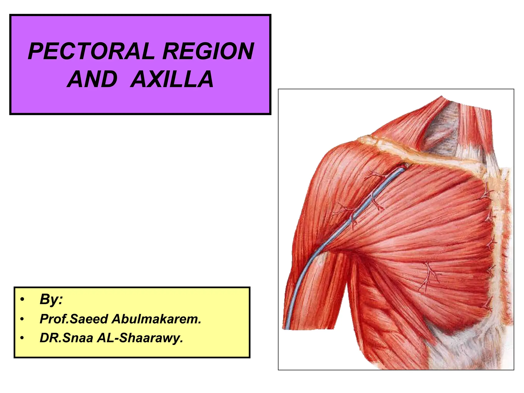 pectoral region & axilla.ppt