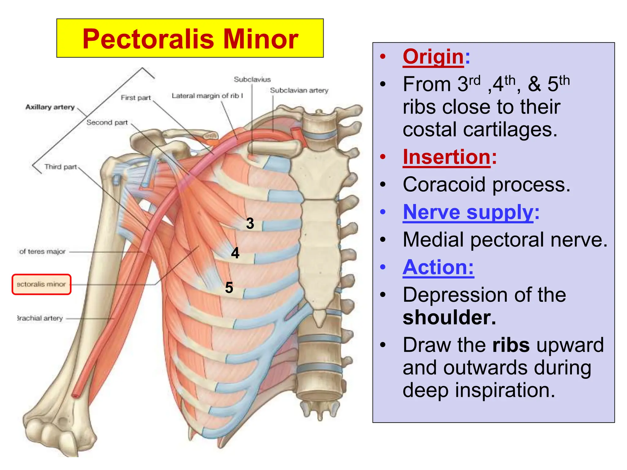 pectoral region & axilla.ppt