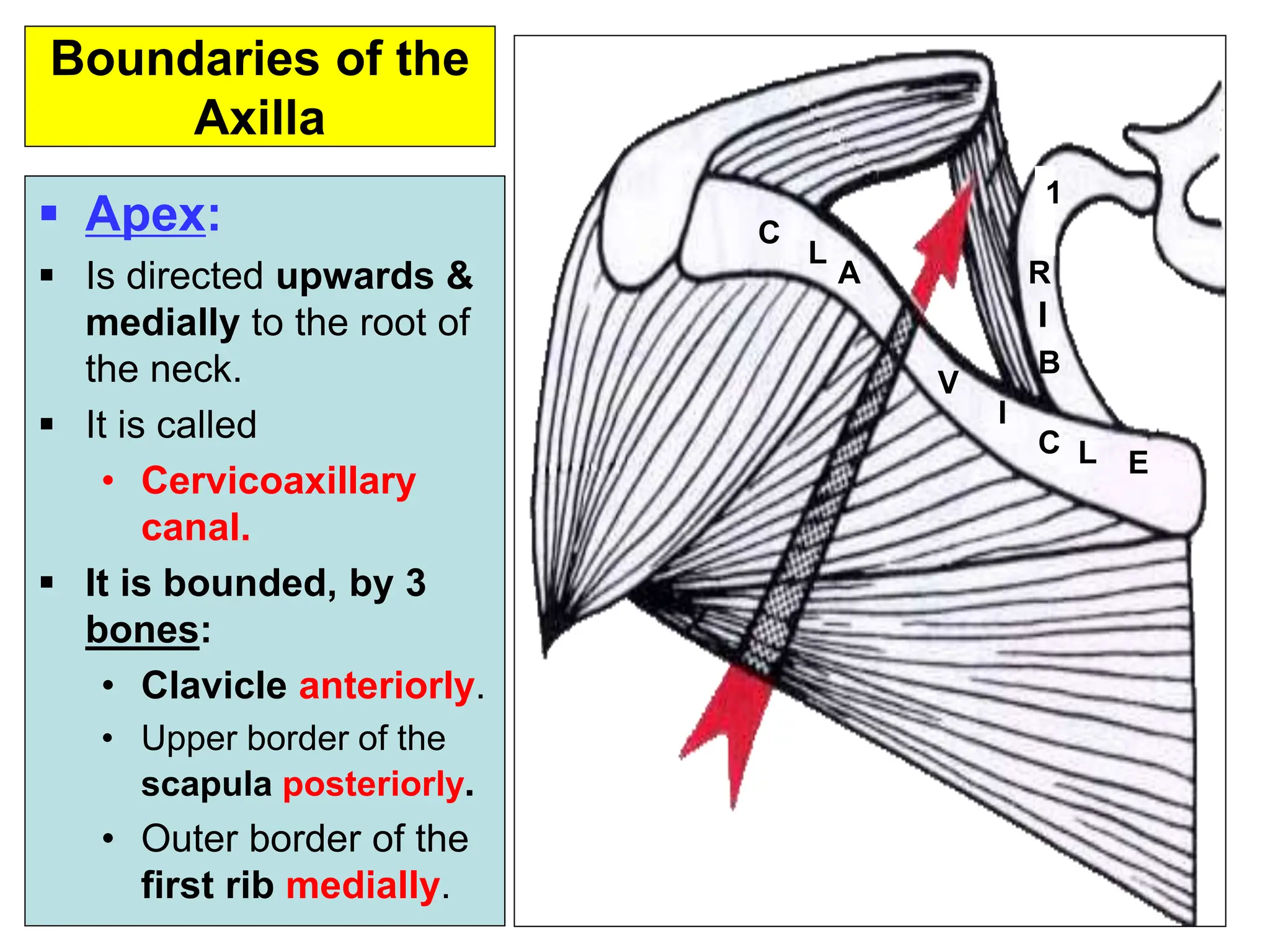 pectoral region & axilla.ppt