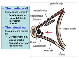 pectoral region & axilla.ppt