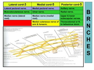 pectoral region & axilla.ppt