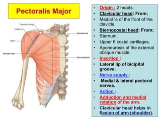 pectoral region & axilla.ppt