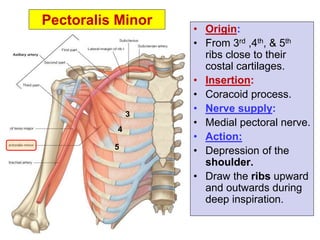 pectoral region & axilla.ppt