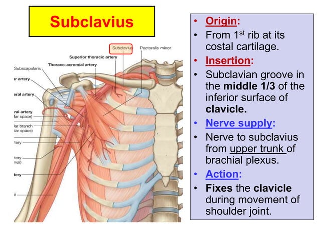 pectoral region & axilla.ppt