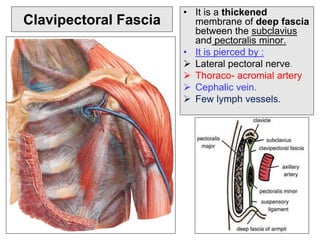 pectoral region & axilla.ppt