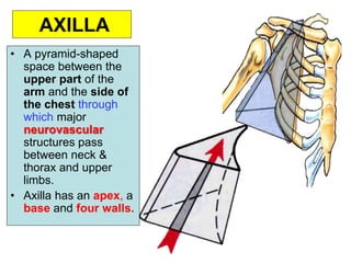 pectoral region & axilla.ppt