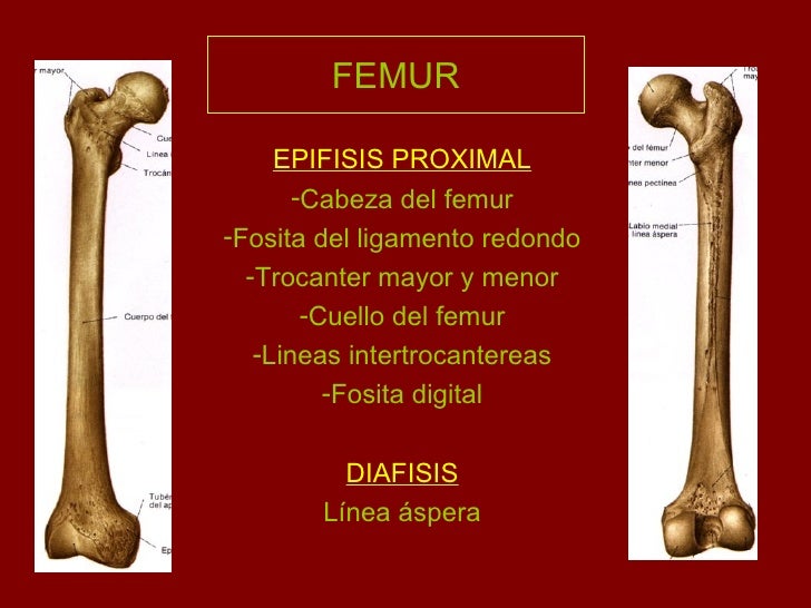 7 Pelvis Reg Glutea