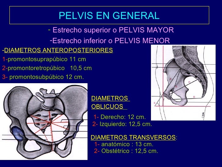 7 Pelvis Reg Glutea