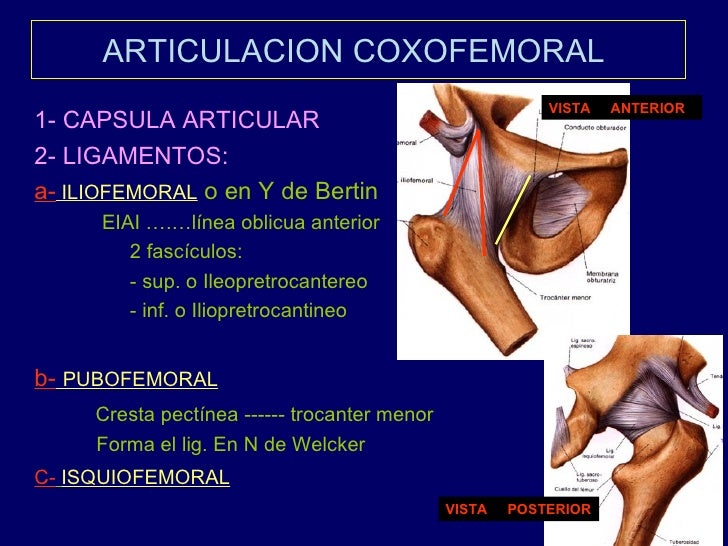 7 Pelvis Reg Glutea