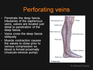 7 peripheral venous duplex perforating veins anatomy dr ahmed esawy | PPTX