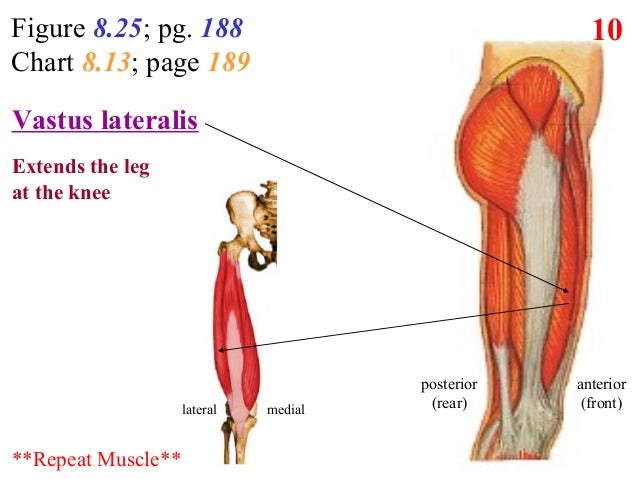 7. posterior lateral thigh