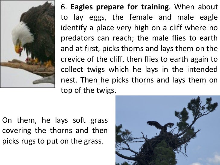 7 Principles Of Eagle 1