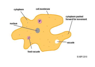 Protozoan Cell Diagram