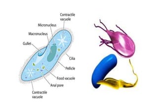 Protozoa Structure