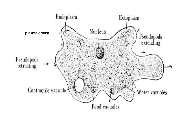 Protozoa