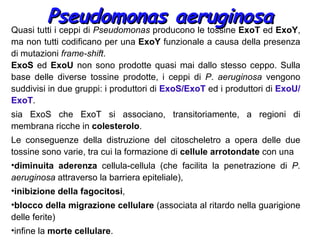 7.pseudomonas | PPT
