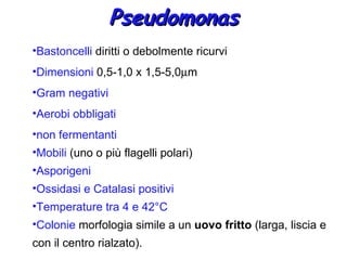 7.pseudomonas | PPT