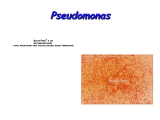 7.pseudomonas | PPT